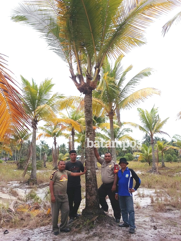 Pohon Kelapa Bercabang Pohon Kelapa Bercabang Delapan Photo